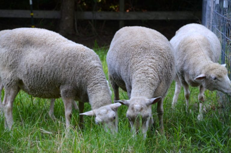 Hiring a Farm Sitter for Your Homestead - Countryside